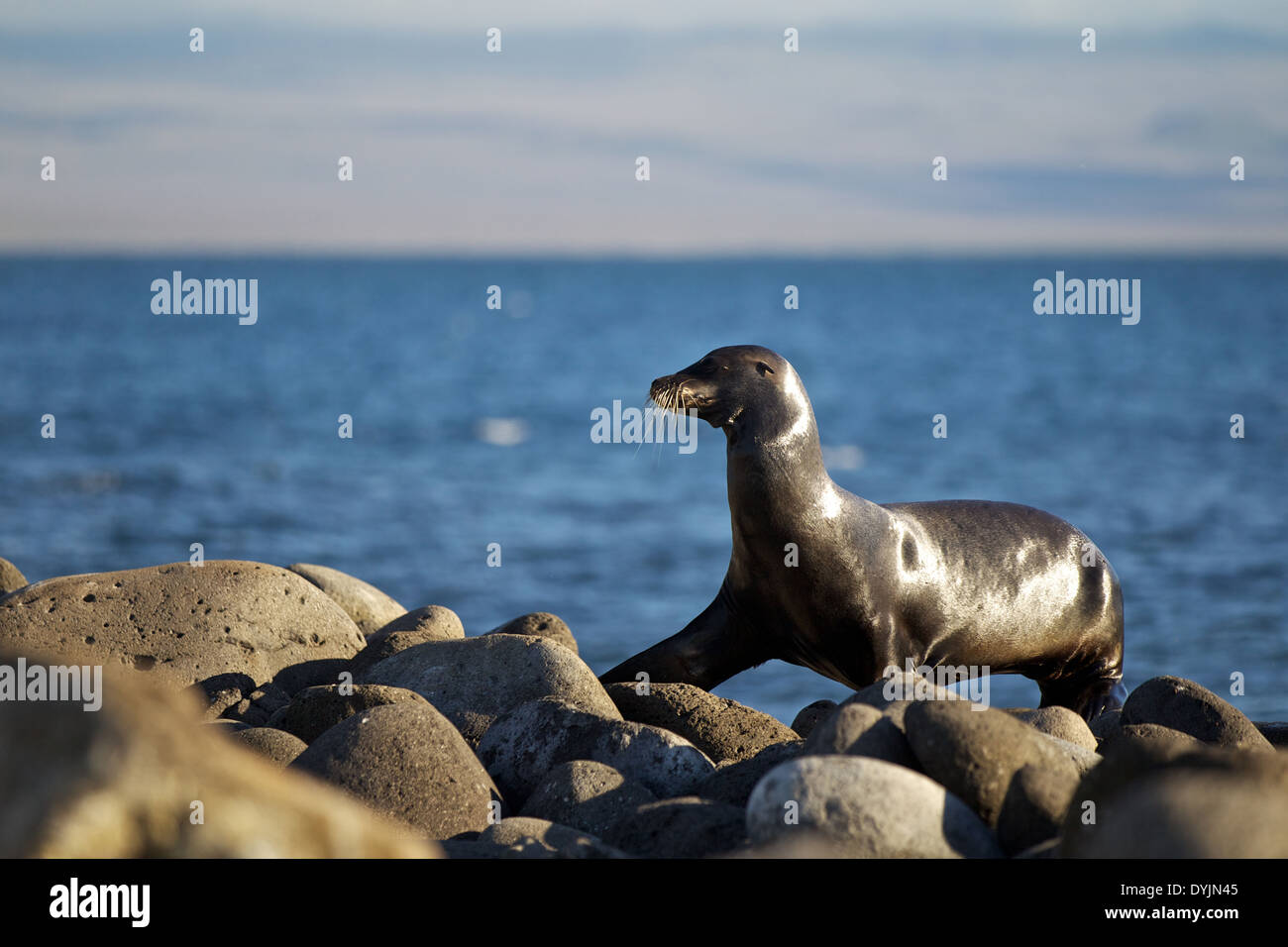 Galapagos Islands Ecuador nature diversity Darwin Stock Photo - Alamy