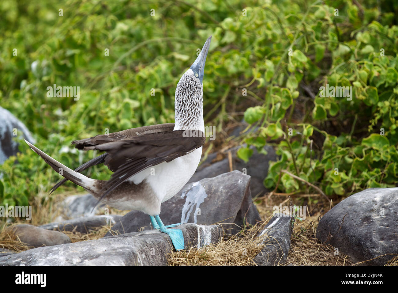 Galapagos Islands Ecuador nature diversity Darwin Stock Photo - Alamy