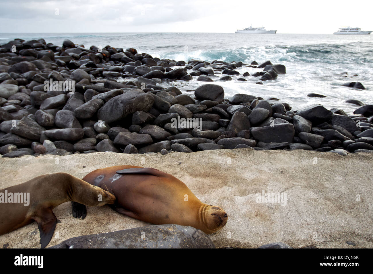 Galapagos Islands Ecuador nature diversity Darwin Stock Photo - Alamy