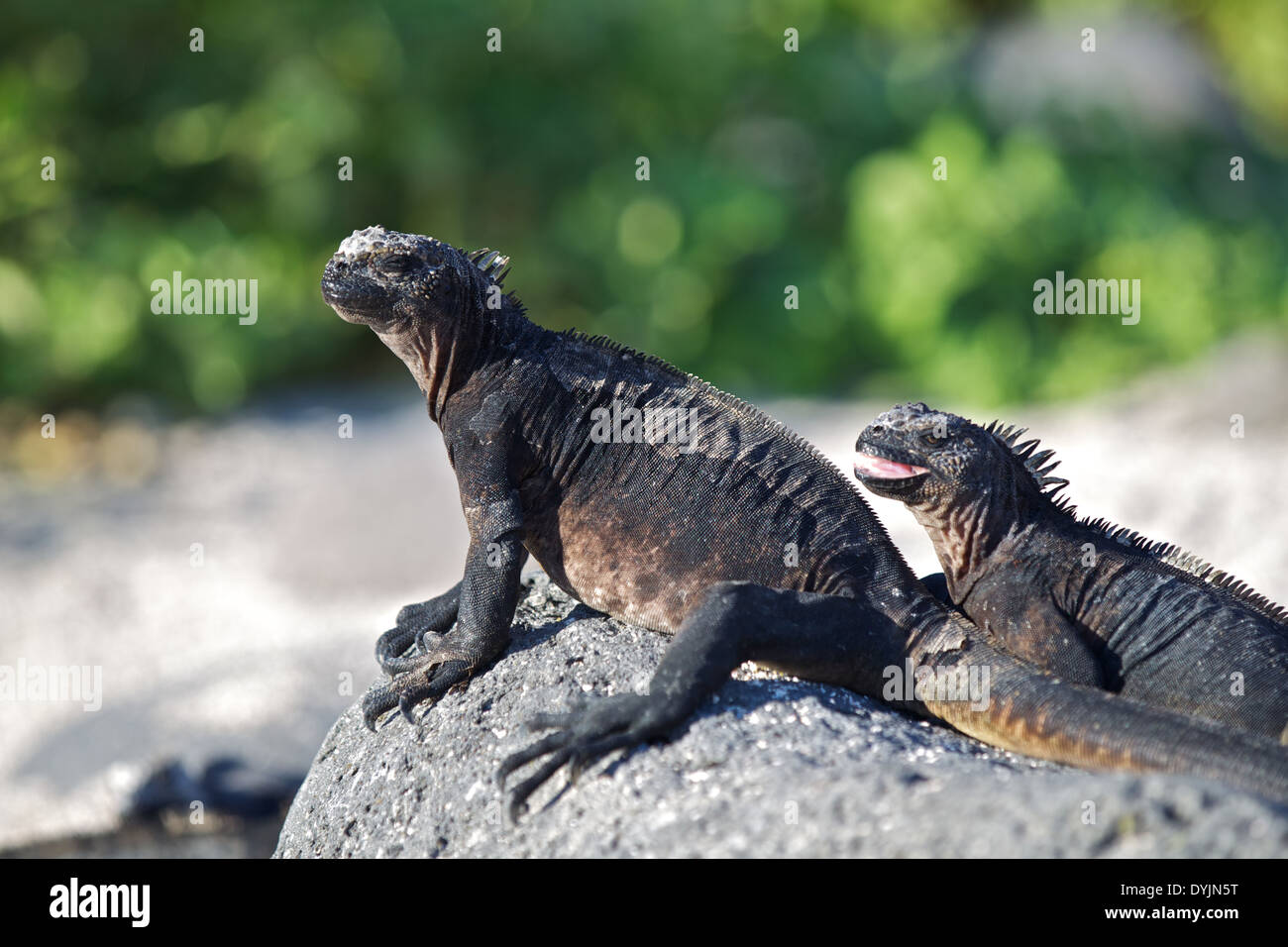 Galapagos Islands Ecuador nature diversity Darwin Stock Photo - Alamy