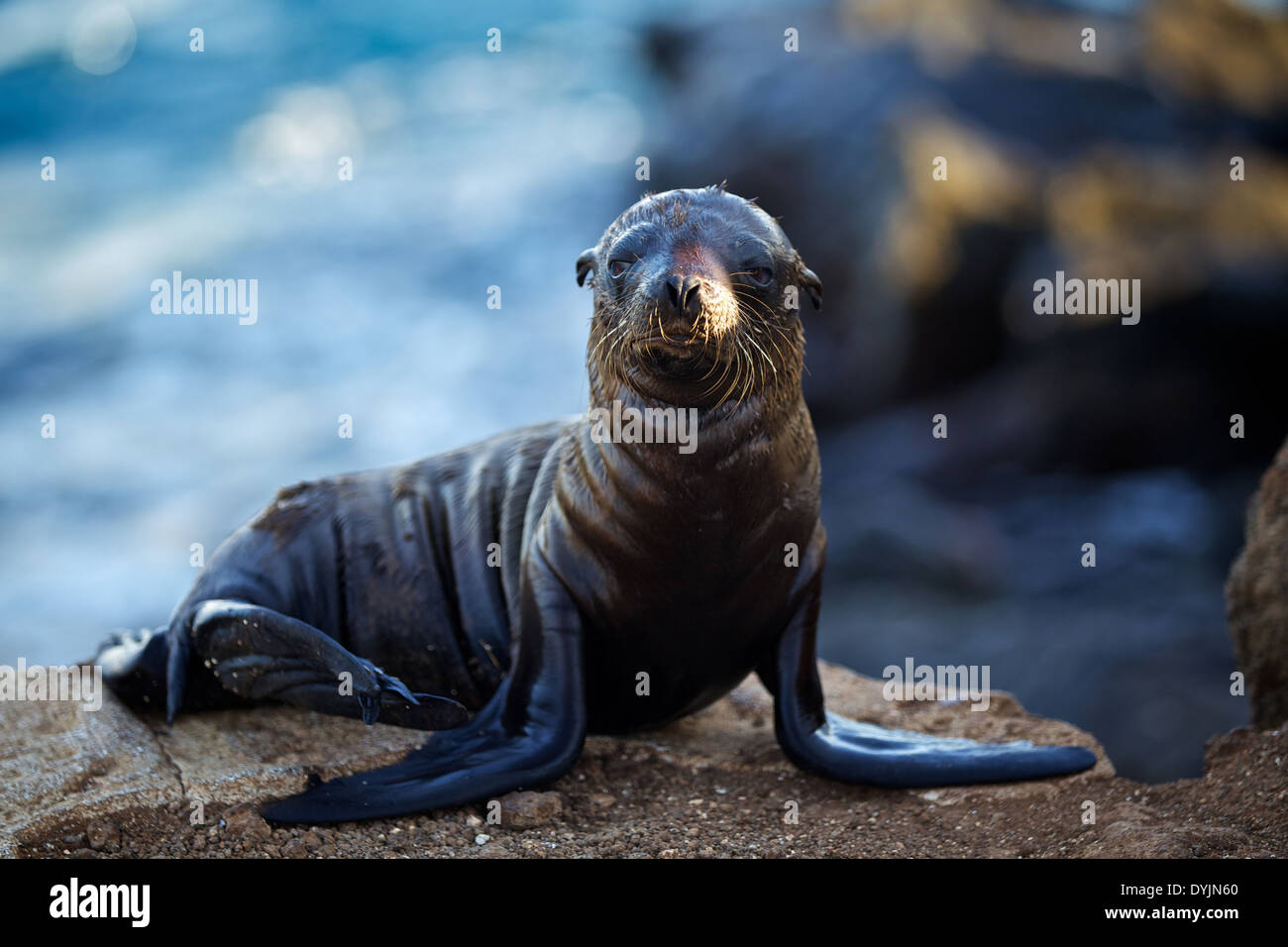 Galapagos Islands Ecuador nature diversity Darwin Stock Photo - Alamy