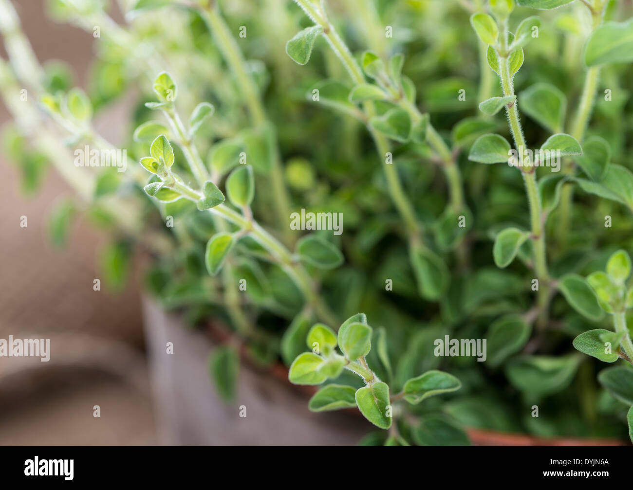 Small and young Oregano Plant (detailed close-up shot Stock Photo - Alamy