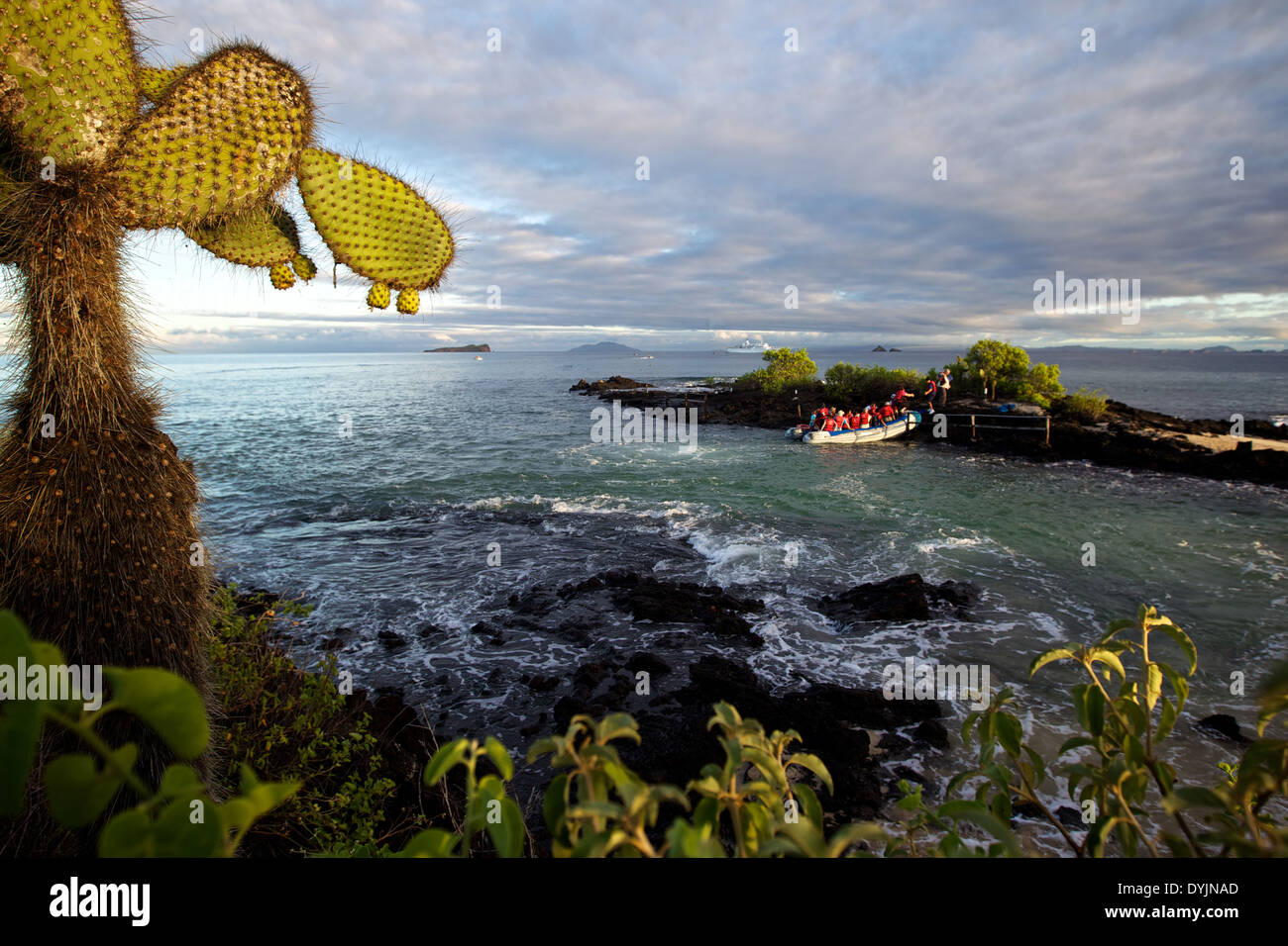 Galapagos Islands Ecuador nature diversity Darwin Stock Photo - Alamy