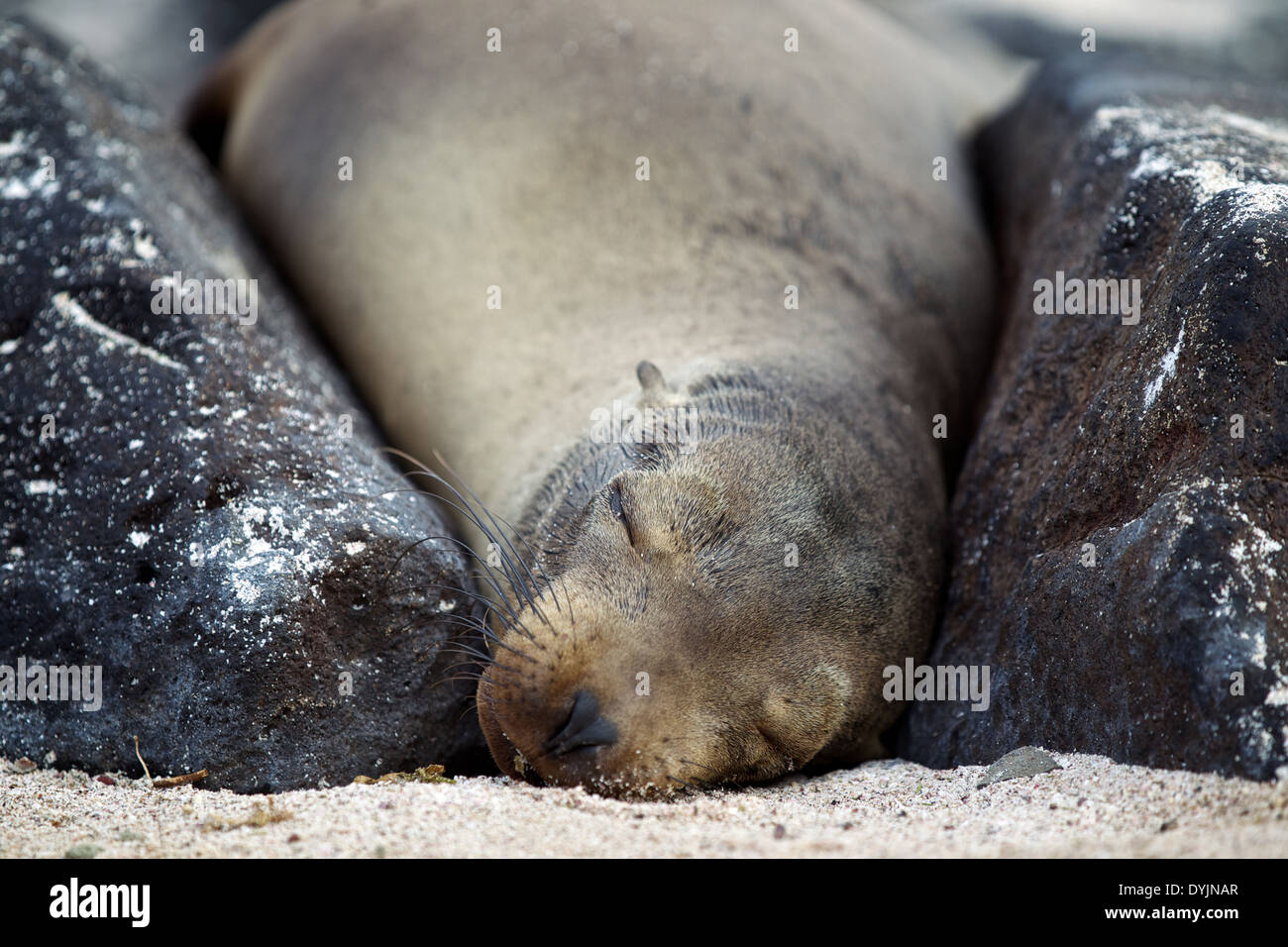 Galapagos Islands Ecuador nature diversity Darwin Stock Photo - Alamy