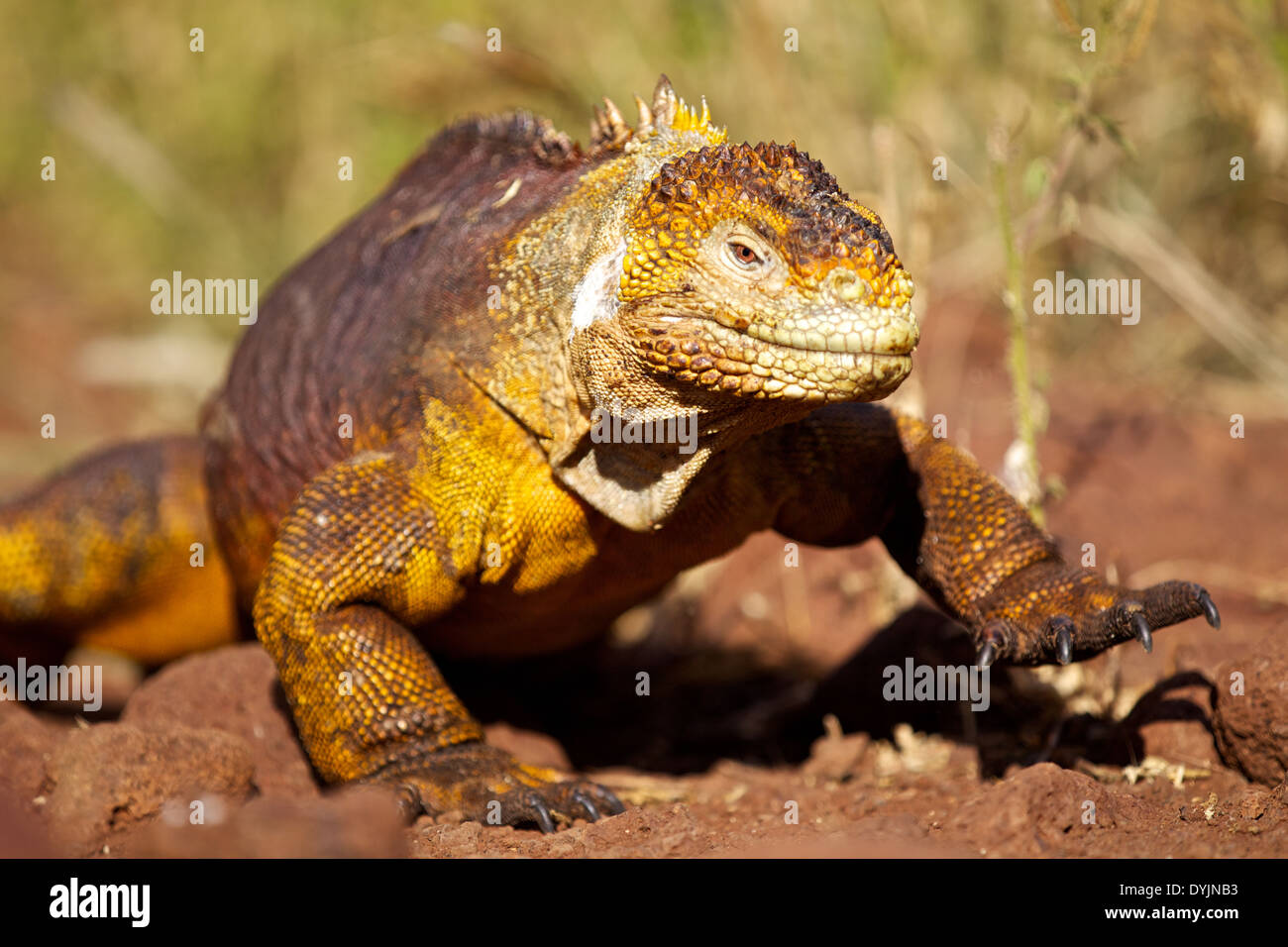Galapagos Islands Ecuador nature diversity Darwin Stock Photo - Alamy