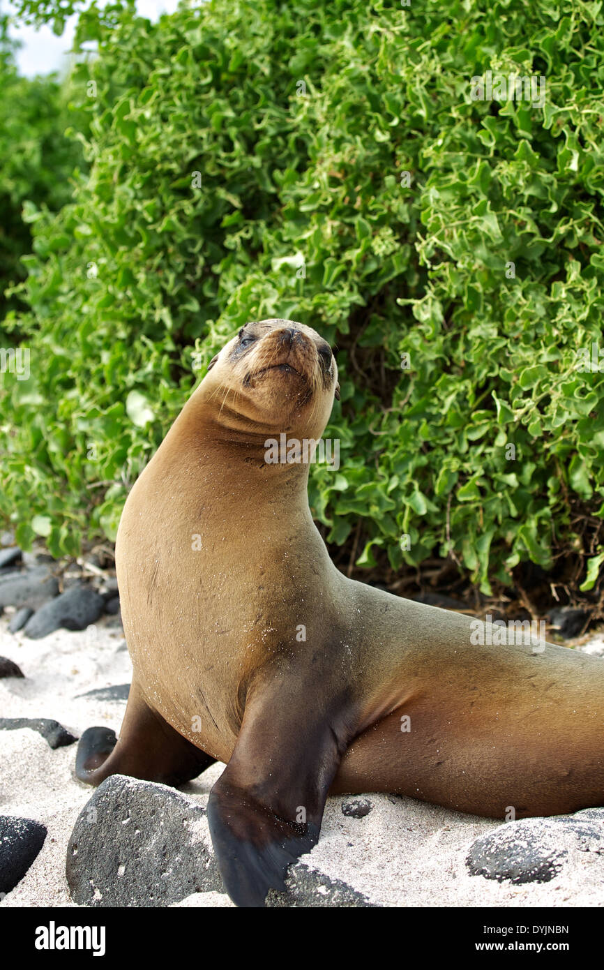 Galapagos Islands Ecuador nature diversity Darwin Stock Photo - Alamy