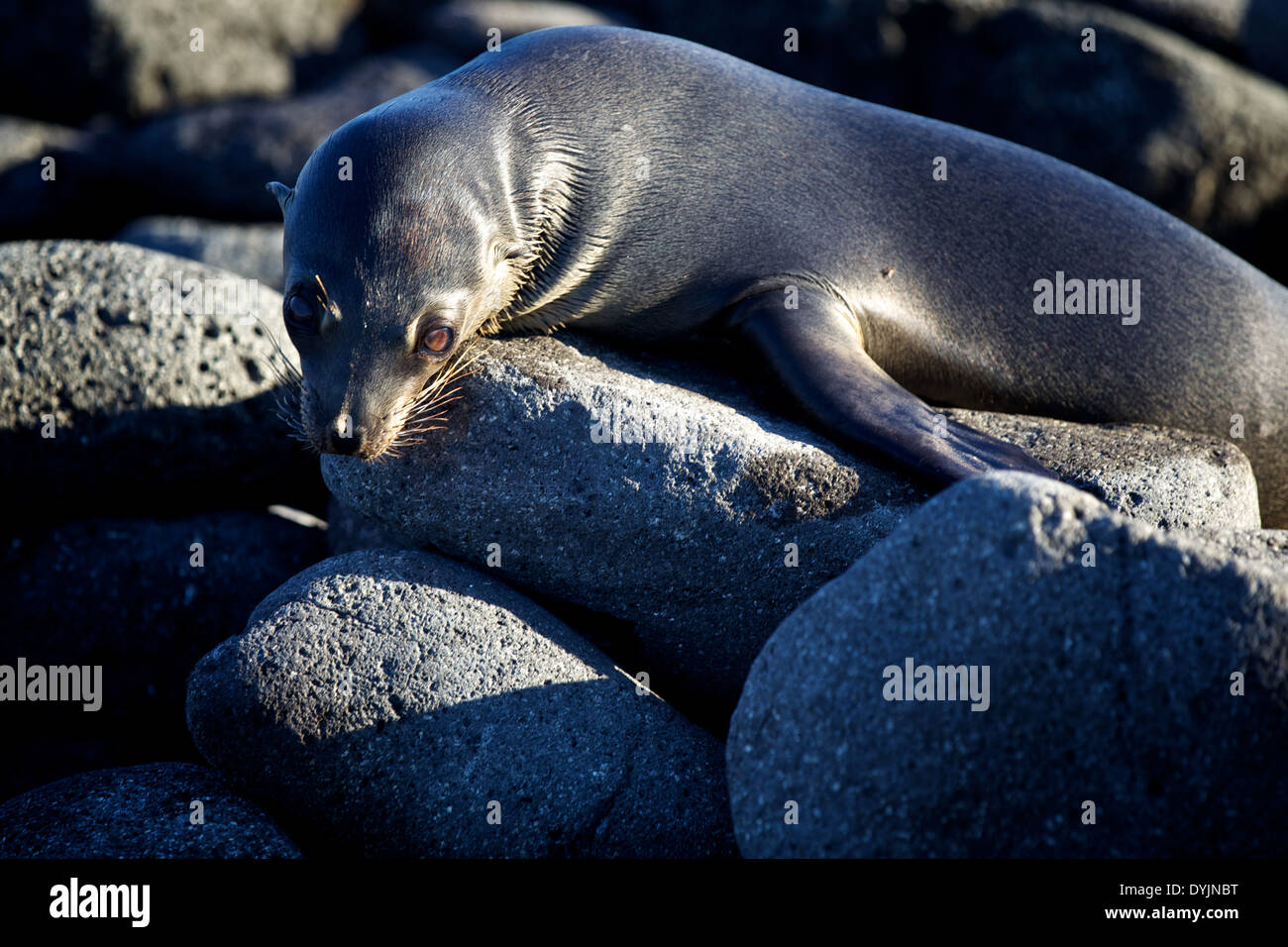 Galapagos Islands Ecuador nature diversity Darwin Stock Photo - Alamy