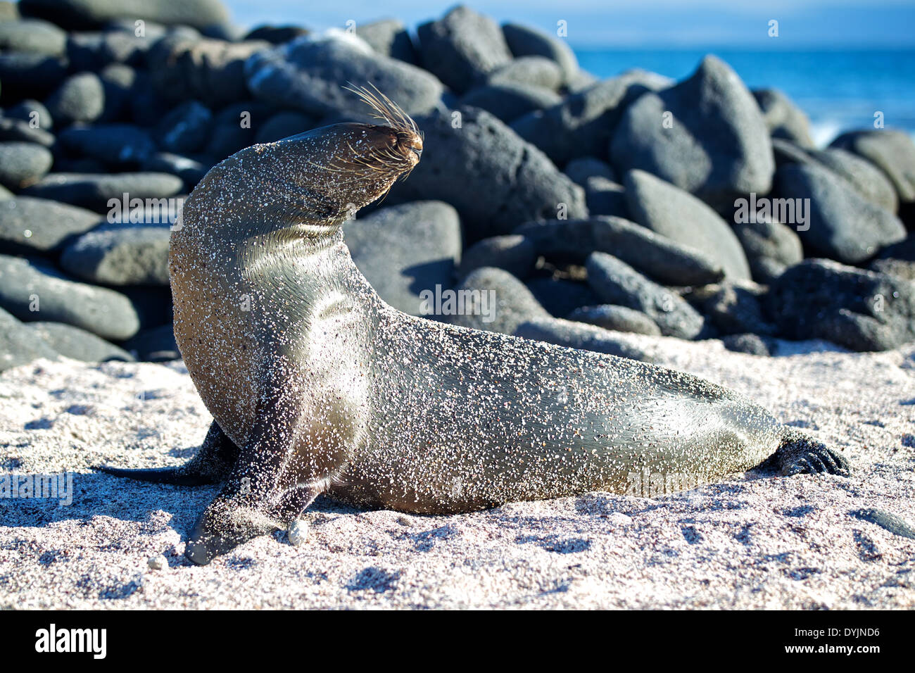 Galapagos Islands Ecuador nature diversity Darwin Stock Photo - Alamy