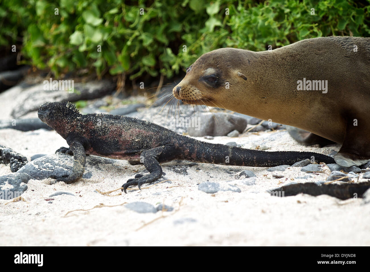 Galapagos Islands Ecuador nature diversity Darwin Stock Photo - Alamy