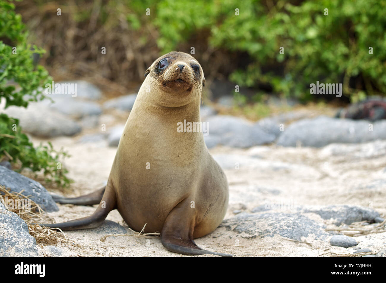 Galapagos Islands Ecuador nature diversity Darwin Stock Photo - Alamy