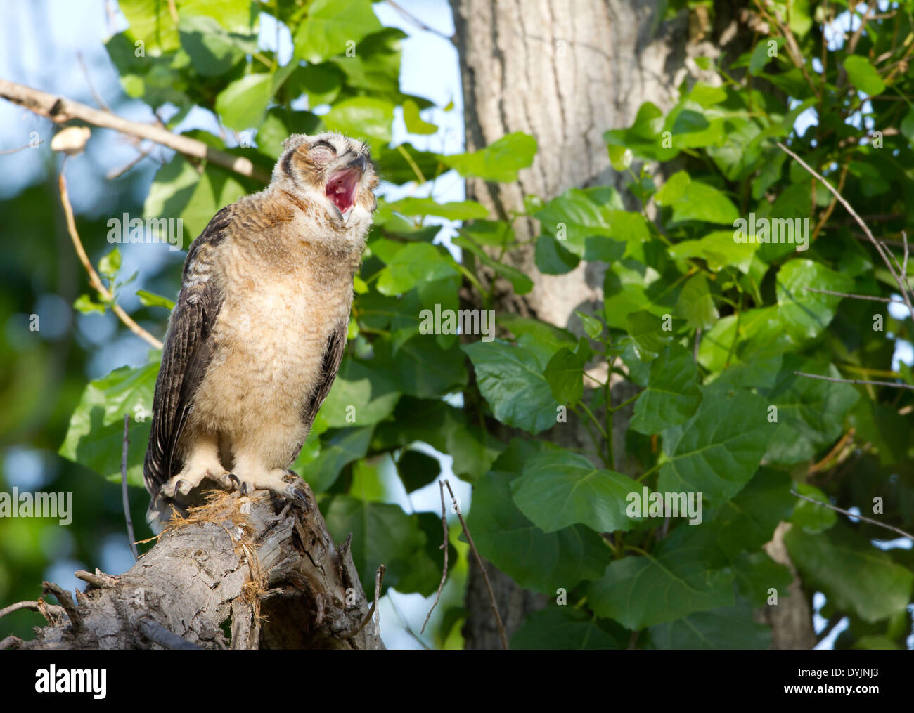Yawning owl hi-res stock photography and images - Alamy