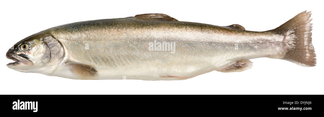 Fresh char fish Stock Photo - Alamy