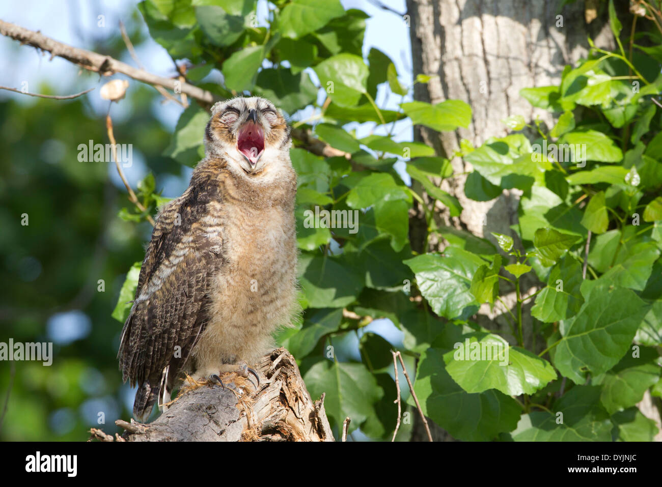 Yawning owl hi-res stock photography and images - Alamy