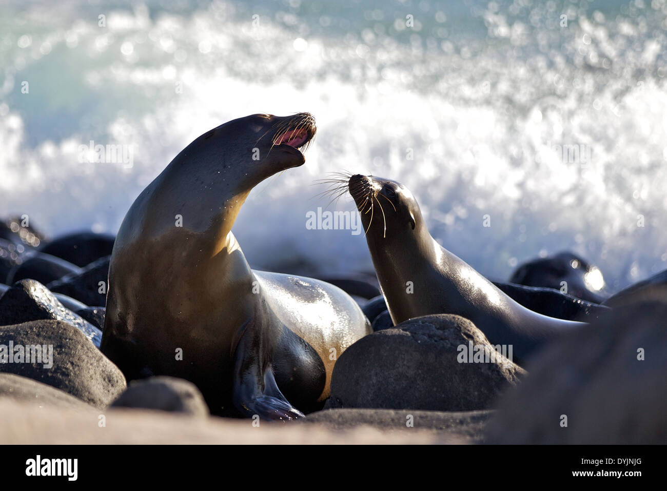 Galapagos Islands Ecuador nature diversity Darwin Stock Photo - Alamy