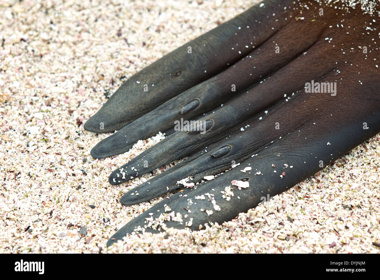 Galapagos Islands Ecuador nature diversity Darwin Stock Photo - Alamy