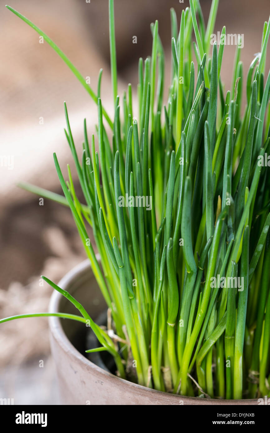 Fresh Chive plant on vintage background (close-up shot Stock Photo - Alamy