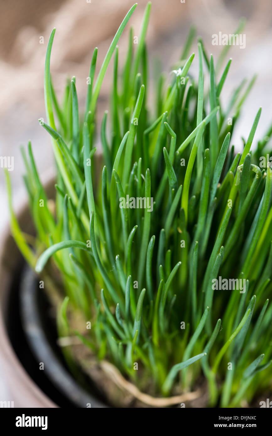 Chive plant hi-res stock photography and images - Alamy