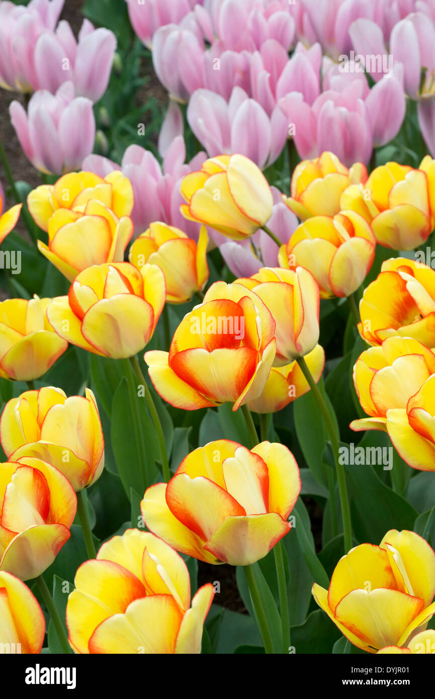 Tulipa. Darwin Tulip 'beauty of spring' flowers Stock Photo - Alamy