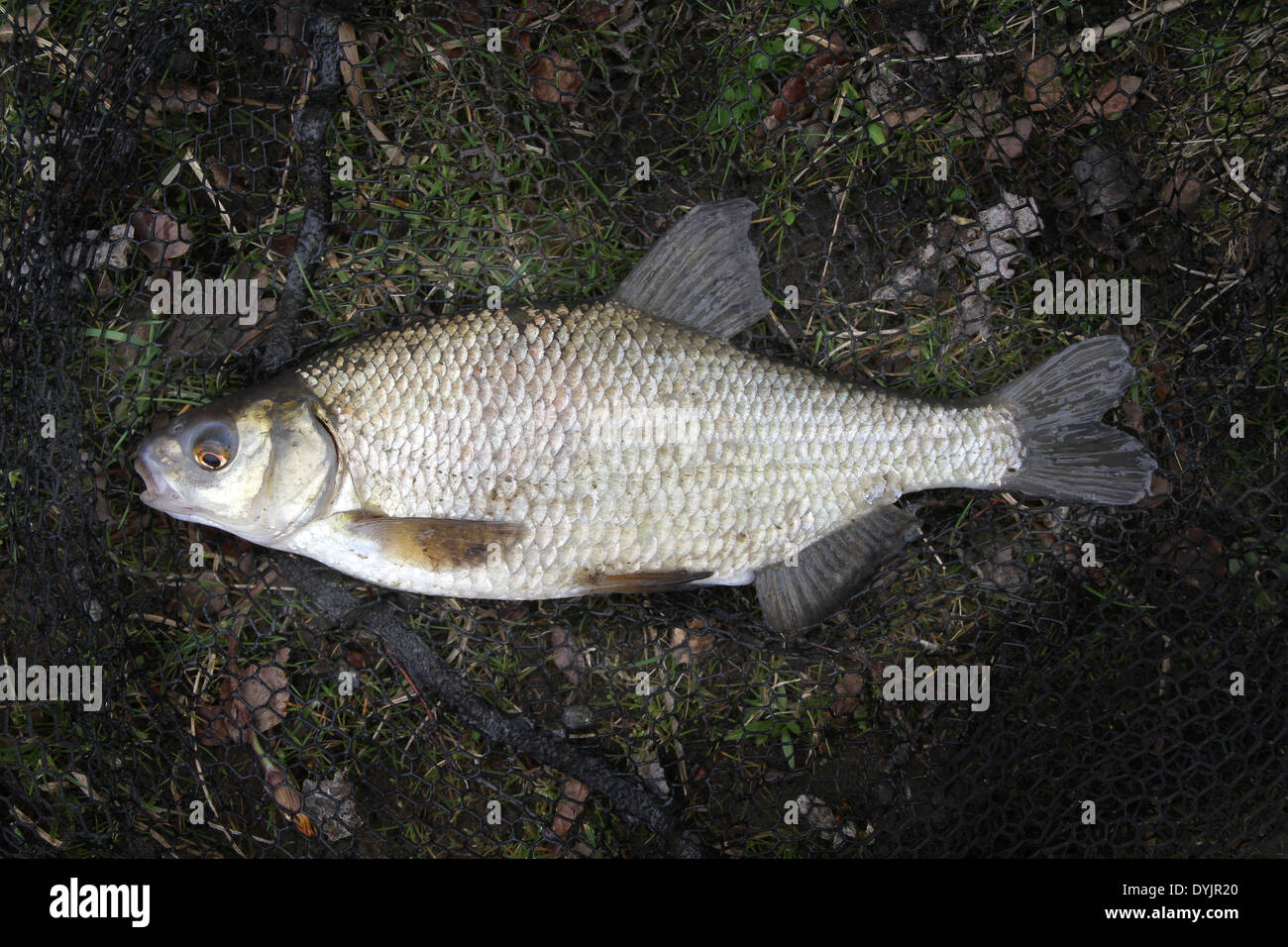 Large fresh water Bream caught in commercial fishery Stock Photo - Alamy