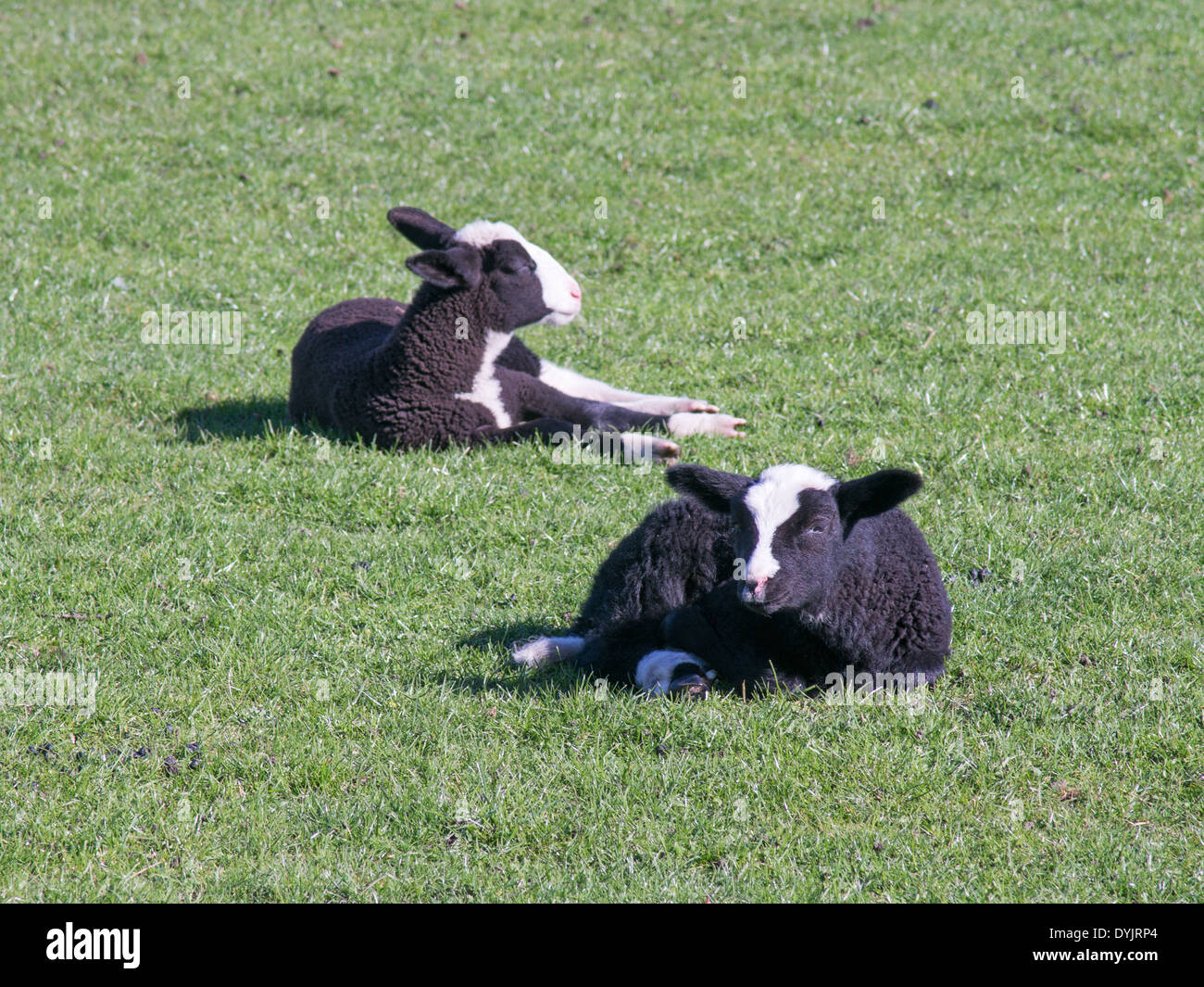 Pair of black and white lambs enjoying spring sunshine Easter 2014 at ...