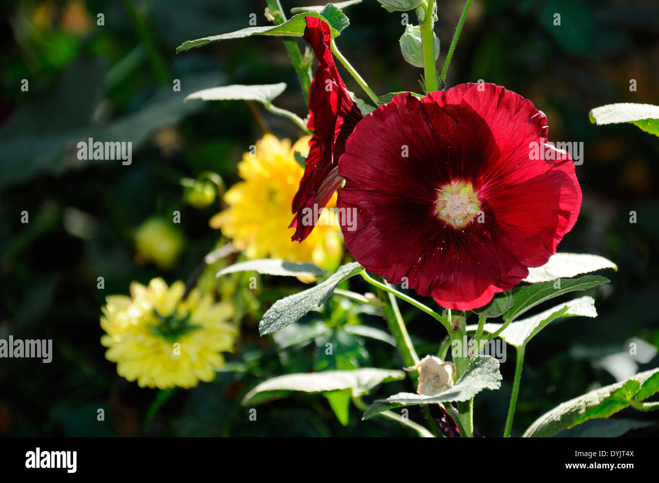 Red wild flower hi-res stock photography and images - Alamy