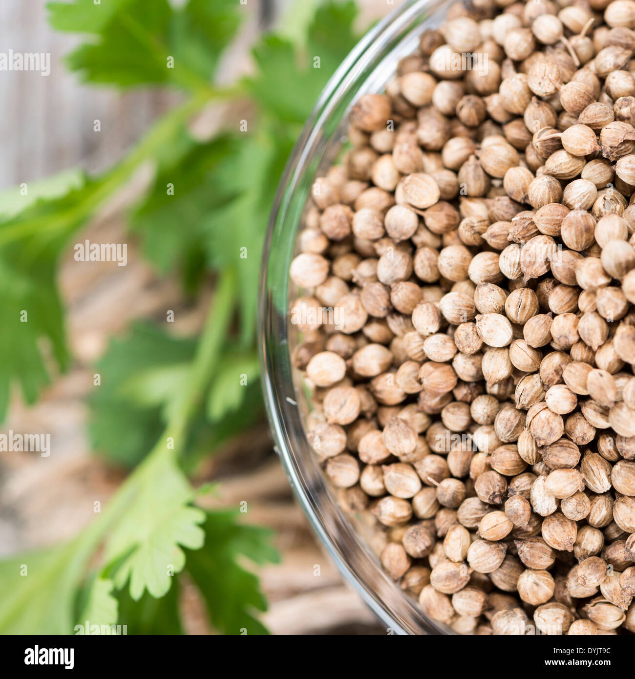 Small bowl with fresh Coriander Seeds (close-up shot Stock Photo - Alamy