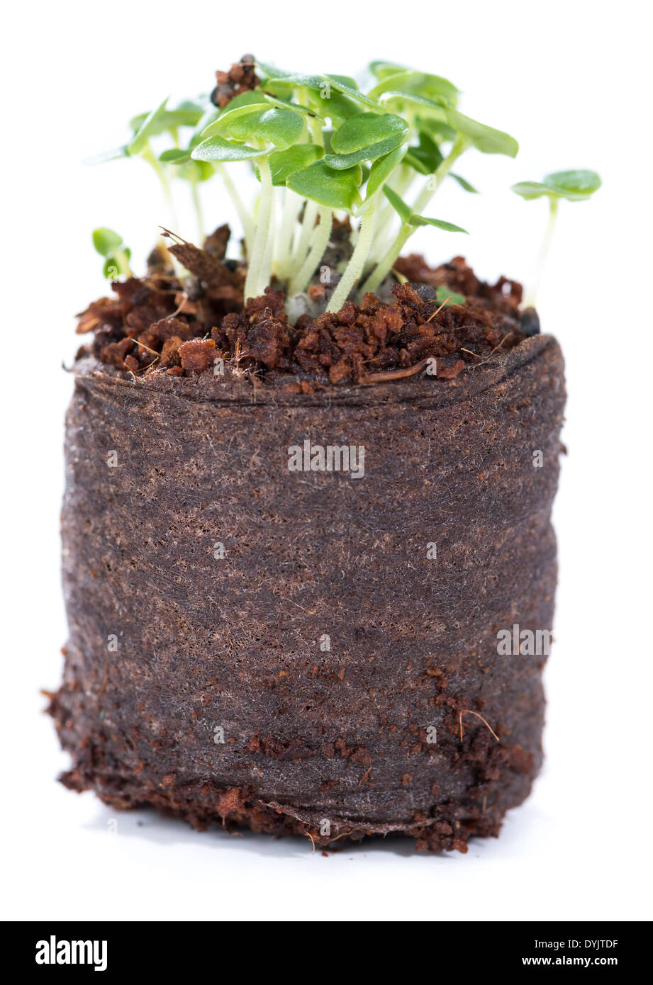 Small Plant (seedling) isolated on white background Stock Photo - Alamy