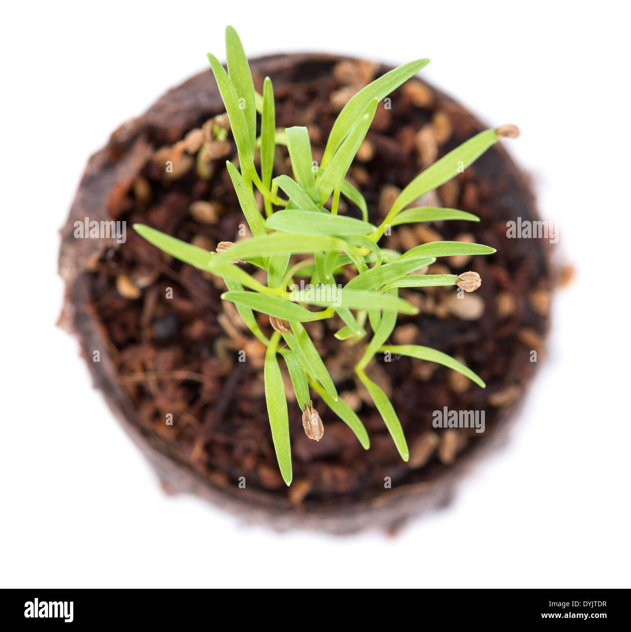Small Plant (seedling) isolated on white background Stock Photo - Alamy