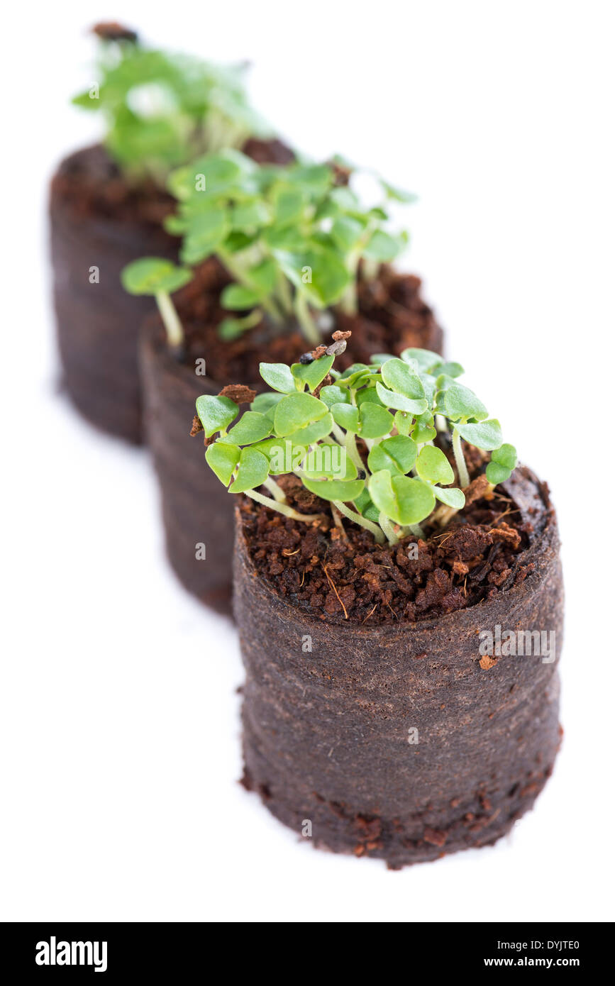 Small Basil seedling isolated on pure white background Stock Photo - Alamy