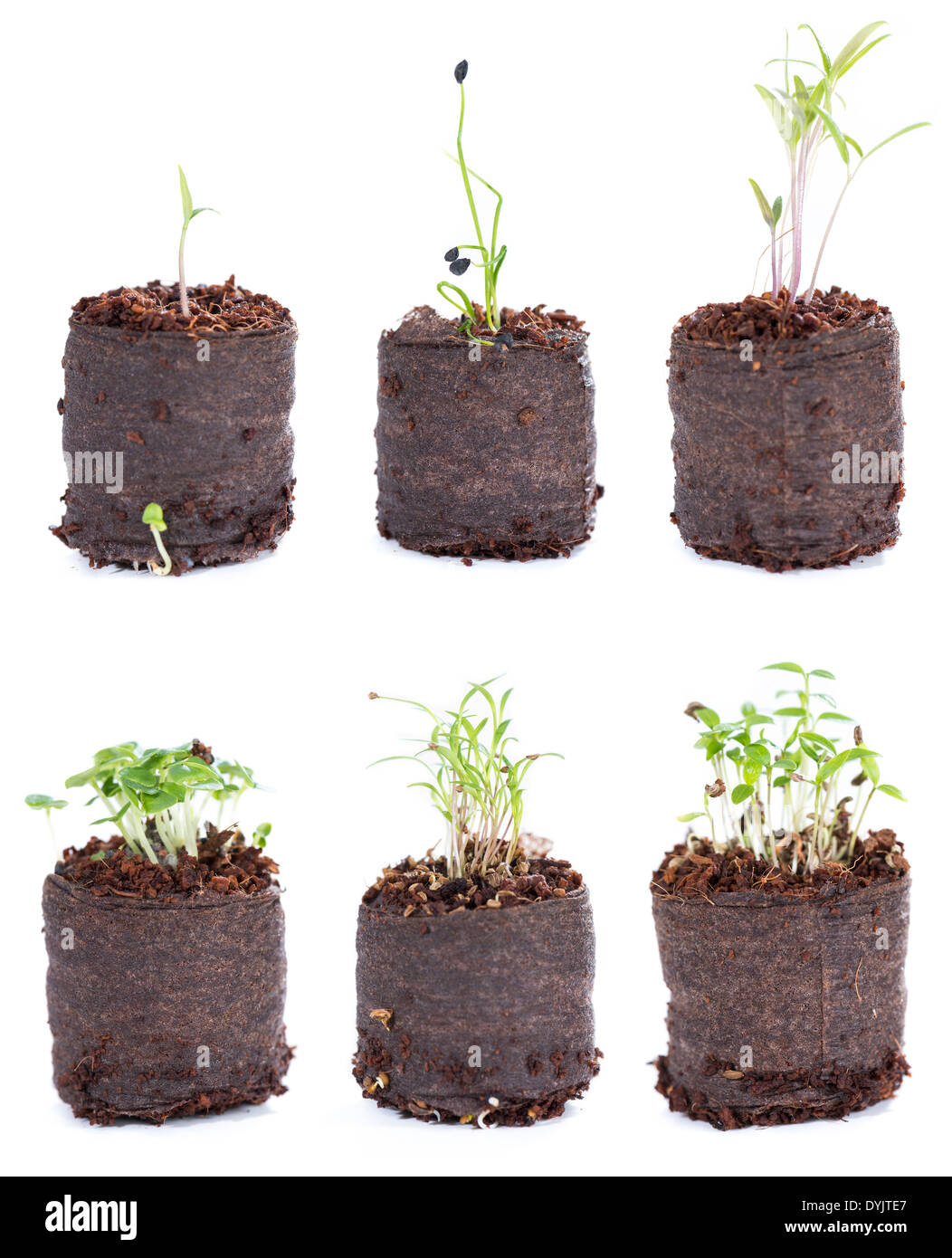 Different Plants (seedlings) isolated on white background Stock Photo ...