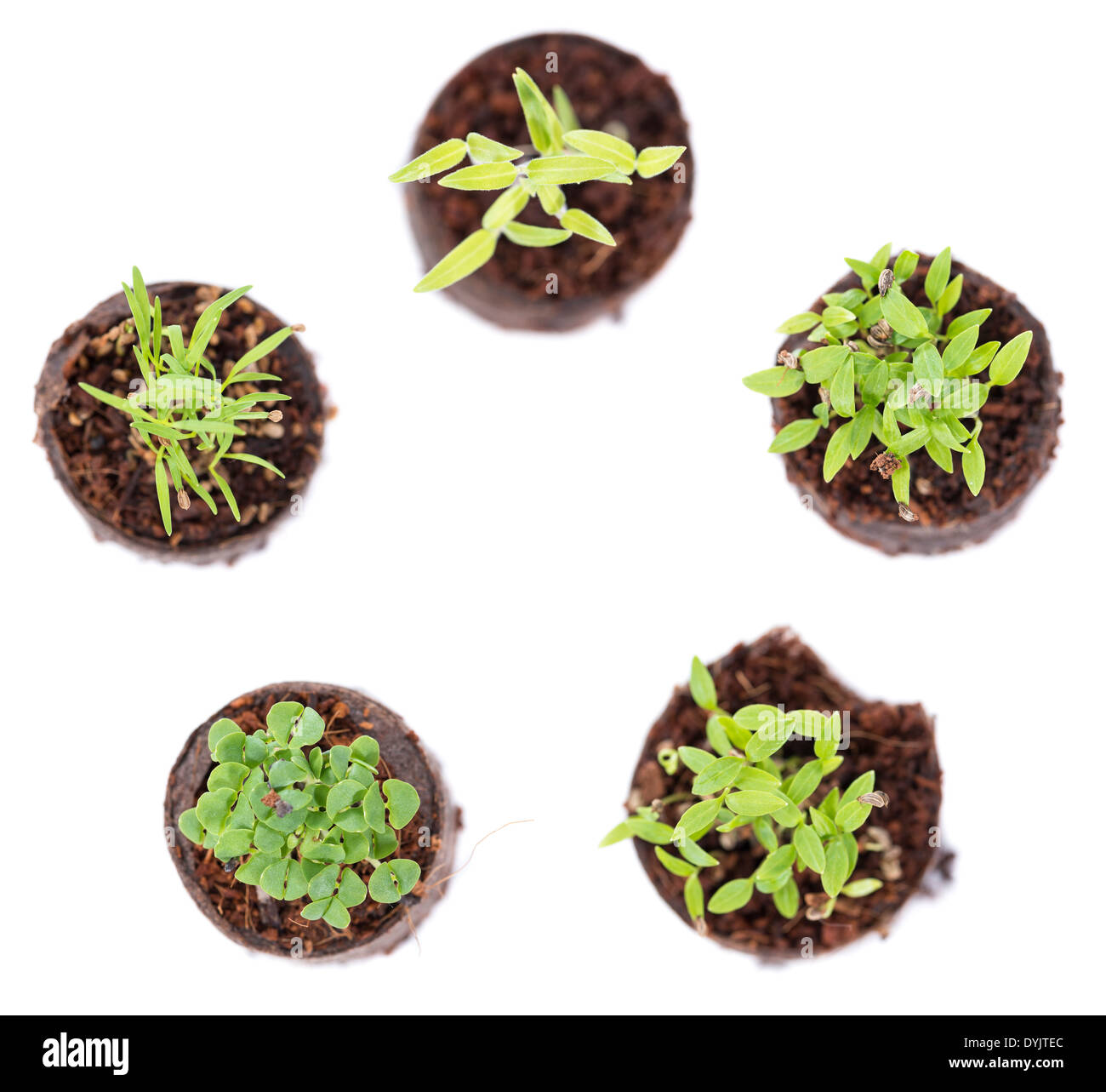 Different Plants (seedlings) isolated on white background Stock Photo ...