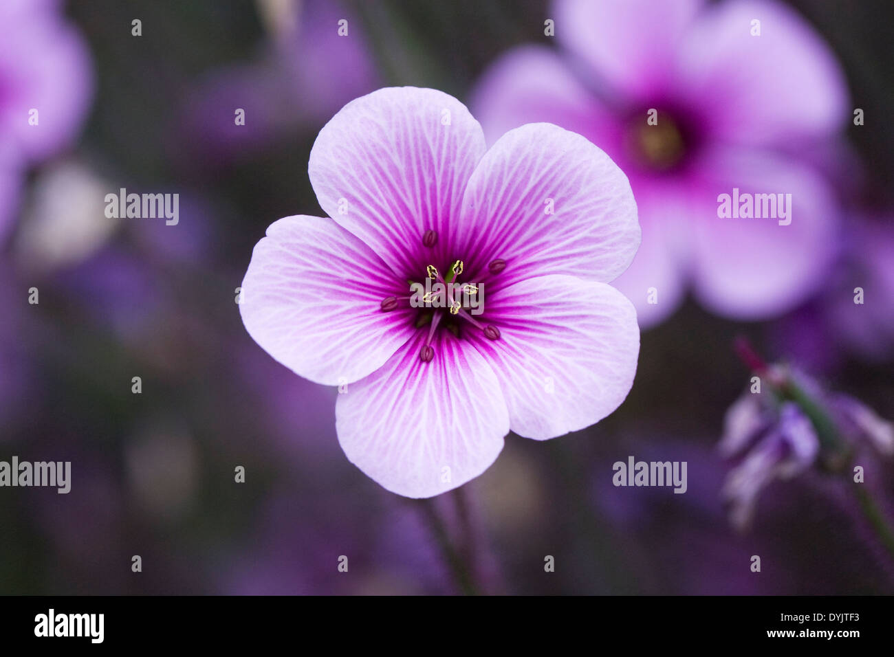 Geranium maderense flower. Giant herb robert Stock Photo - Alamy