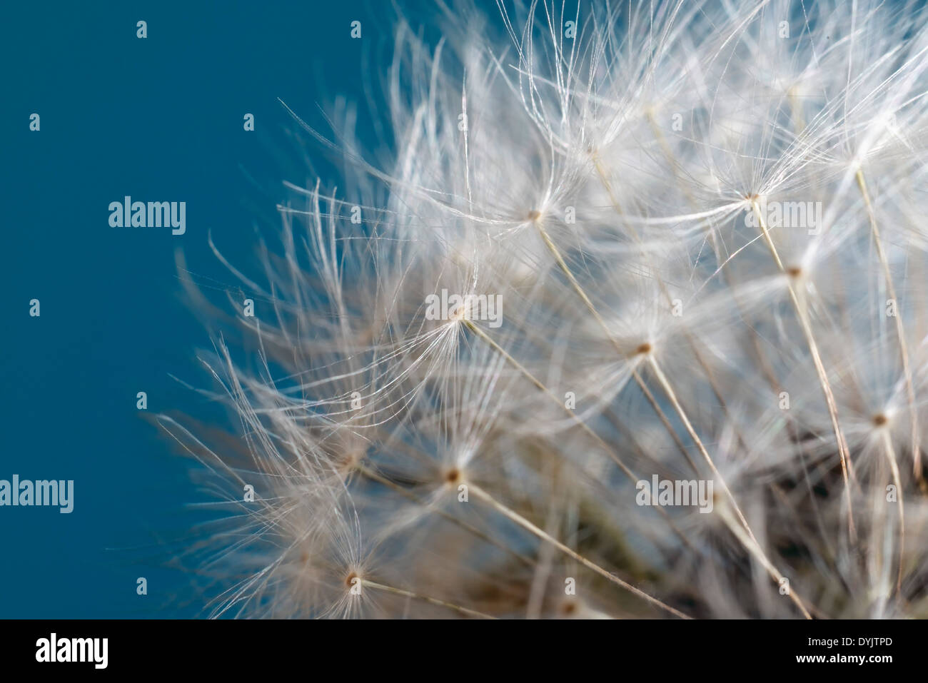 Dandelion light blue background hi-res stock photography and images - Alamy