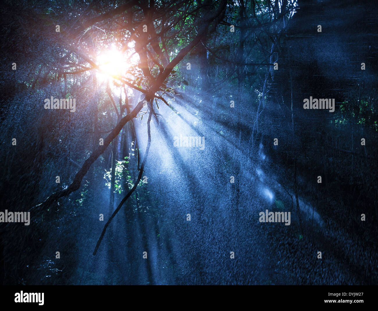Sun shining through rainforest hi-res stock photography and images - Alamy
