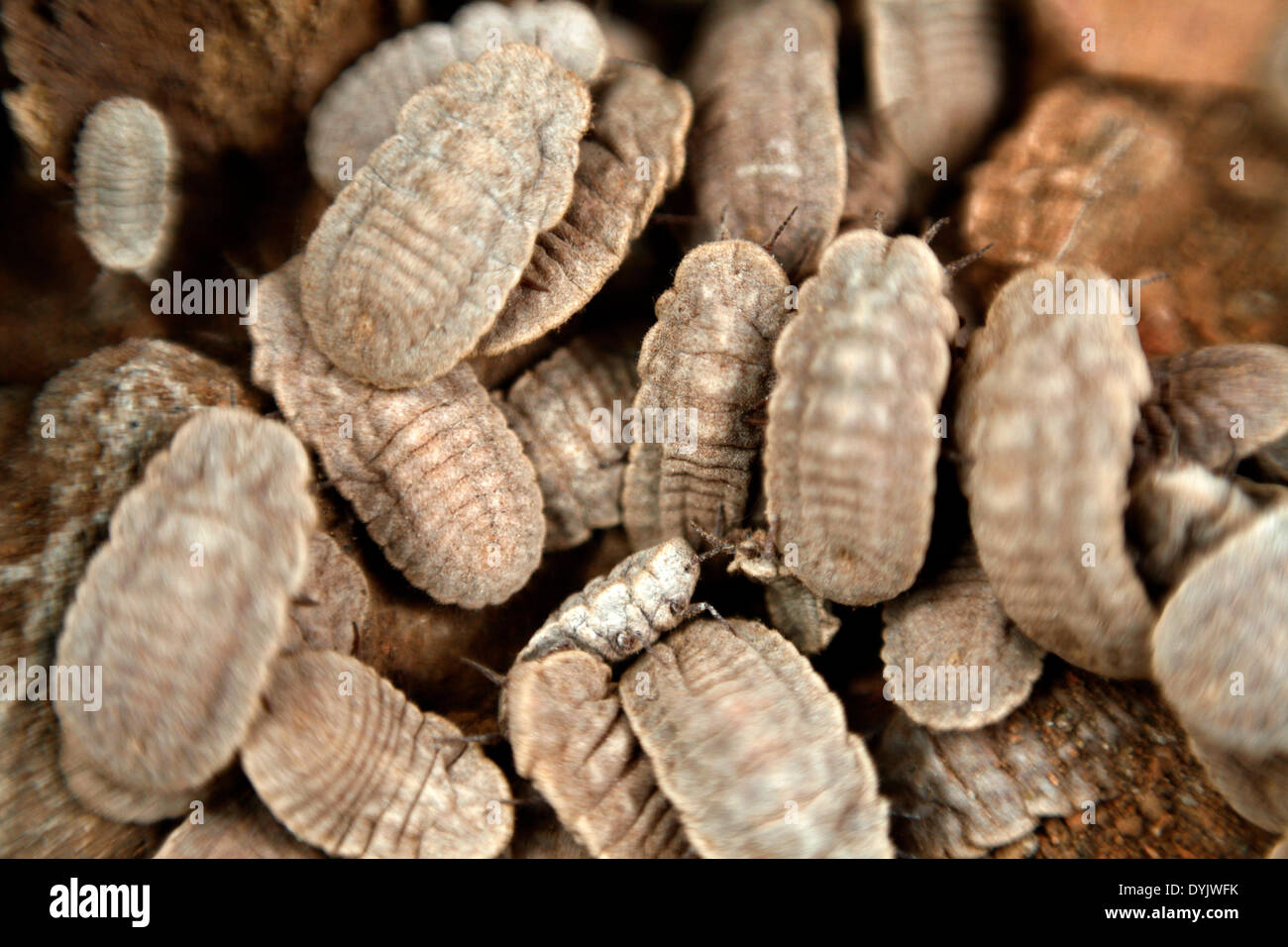 DHAKA, BANGLADESH-APRIL 19: A colony of a foreign bug officially known ...