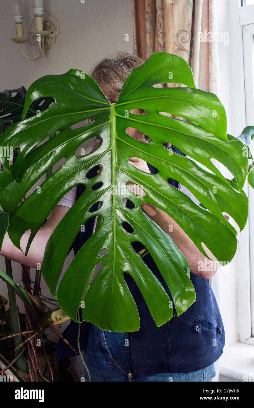 HUGE LEAVES OF MONSTERA DELICIOSA (SWISS CHEESE PLANT Stock Photo - Alamy