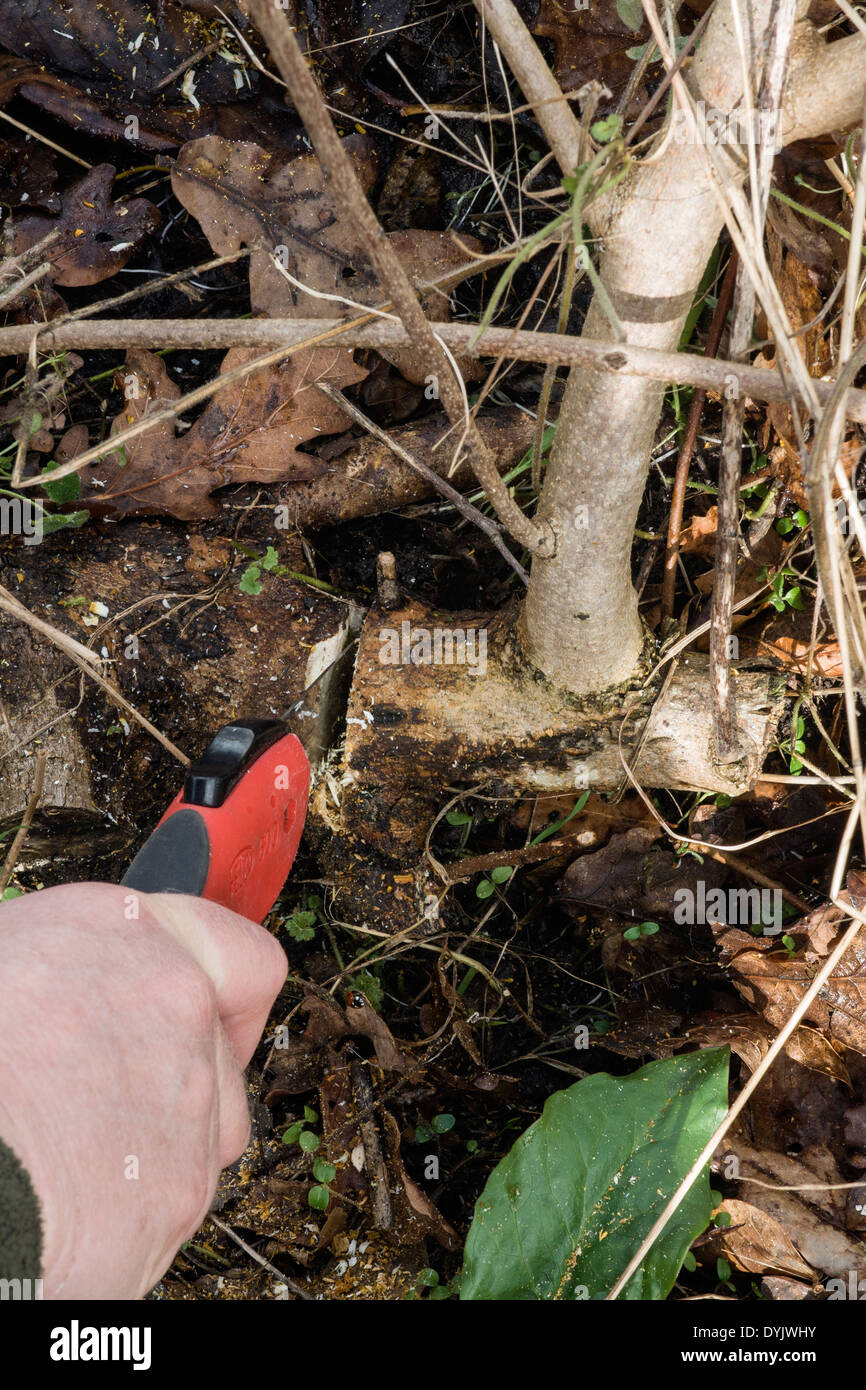 Root system shrub hi-res stock photography and images - Alamy