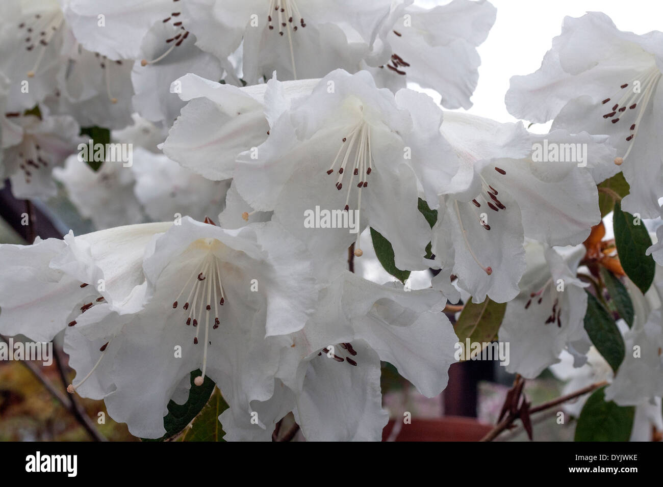 Rhododendron fragrantissimum hi-res stock photography and images - Alamy