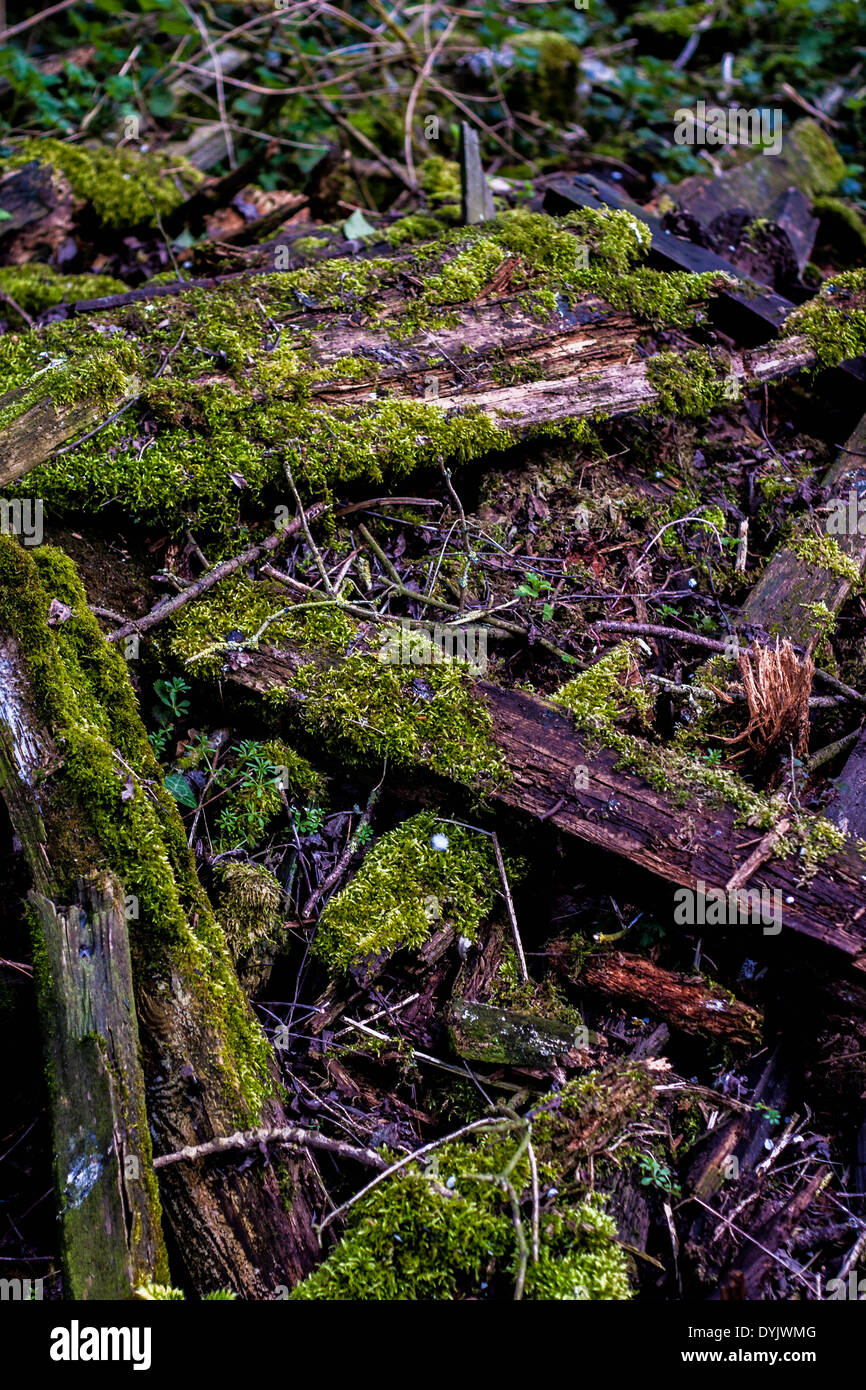 Wooden planks in the forest Stock Photo - Alamy