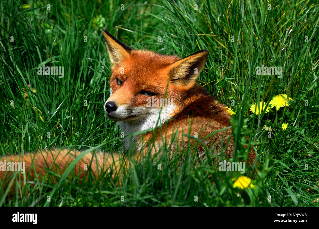 Fox tribe hi-res stock photography and images - Alamy