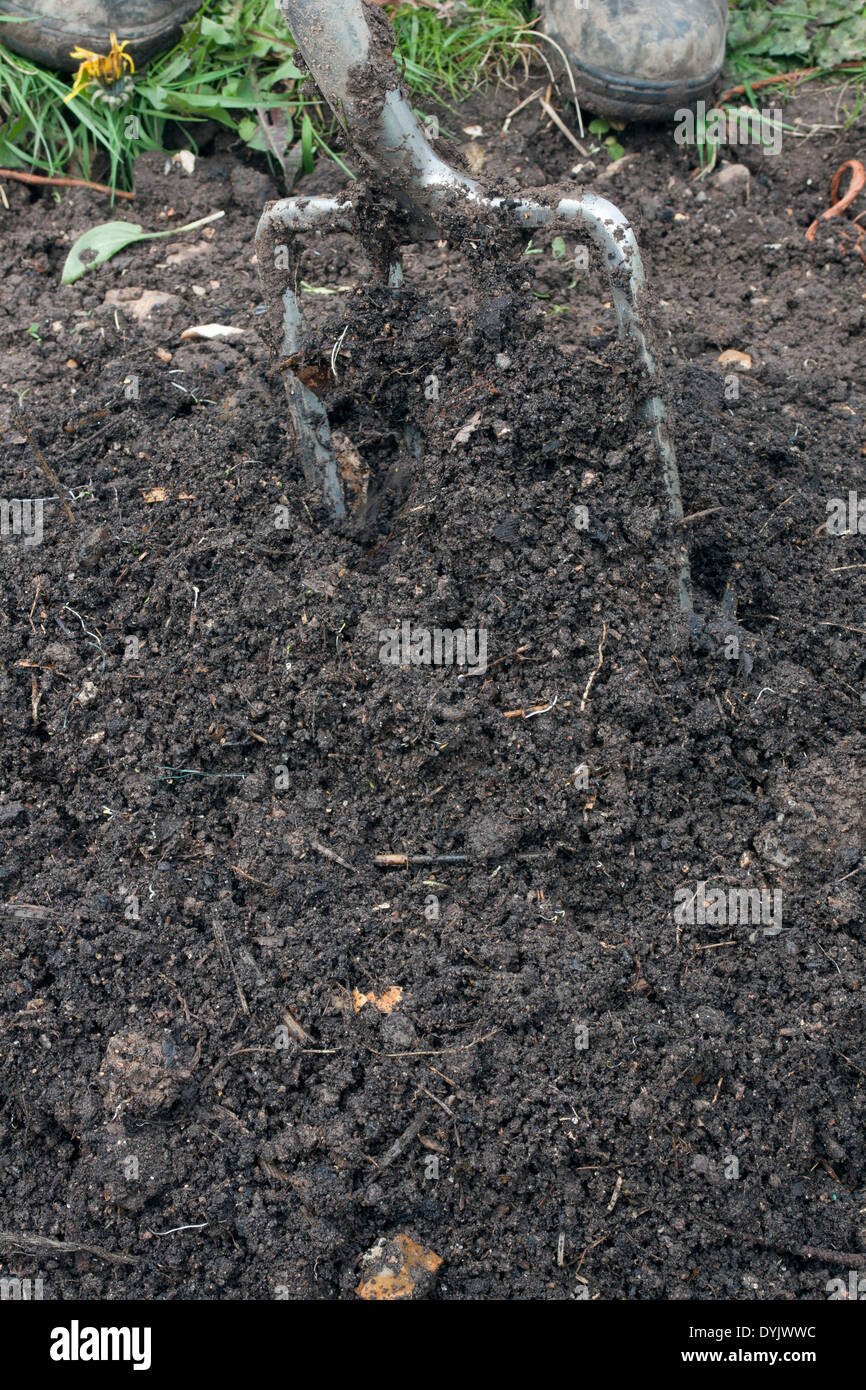 Planting a courgette sequence. Step 1 Add and fork in well rotted ...