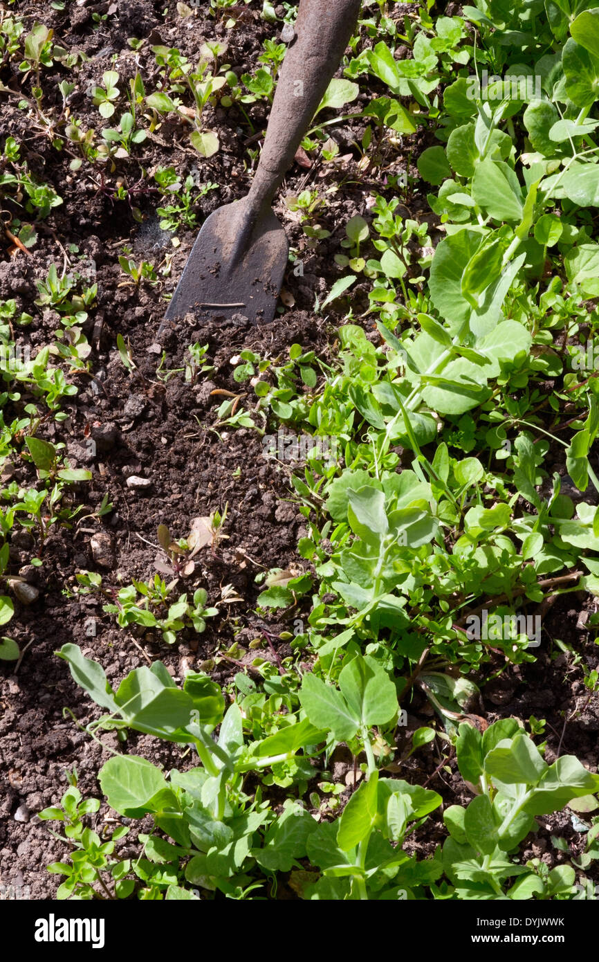 Using a narrow hoe to hoe through a young pea crop Stock Photo - Alamy