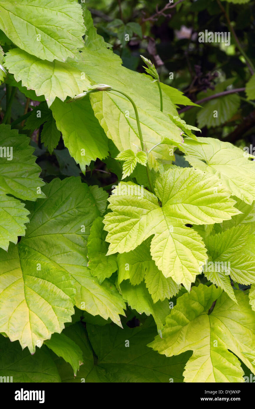 Humulus lupulus 'Aureus' (Golden Hop Stock Photo - Alamy