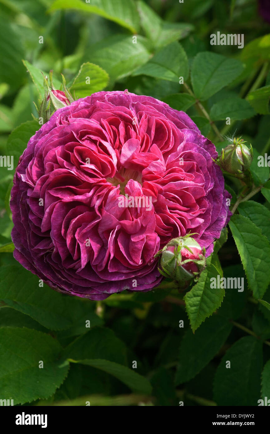 Rosa 'Charles de Mills' Stock Photo - Alamy