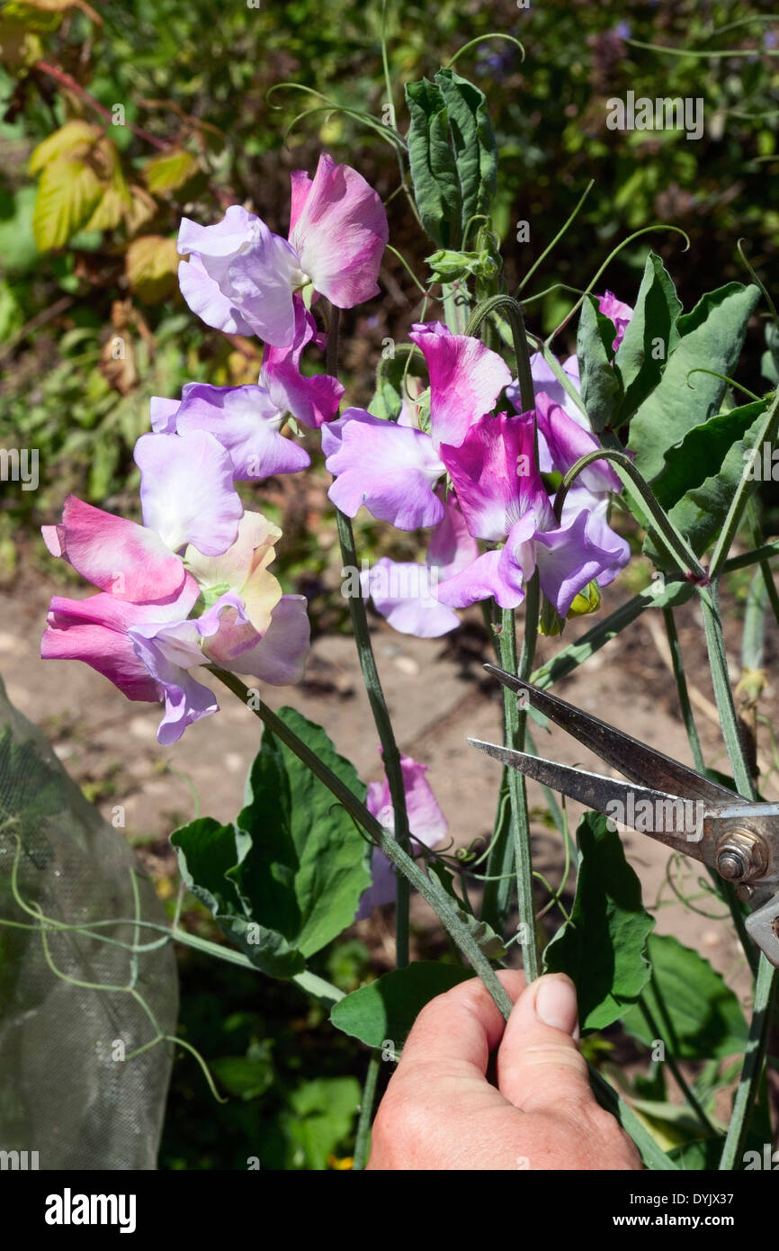 Cutting Sweet Peas Stock Photo - Alamy