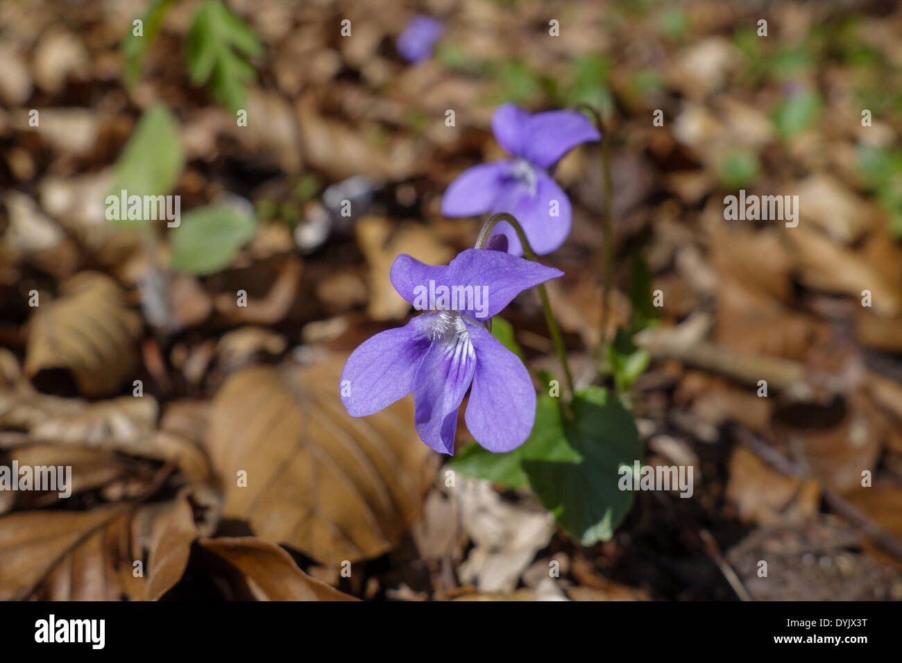Wald-Veilchen (Viola sylvestris) am Waldboden, Frühblüher Stock Photo ...