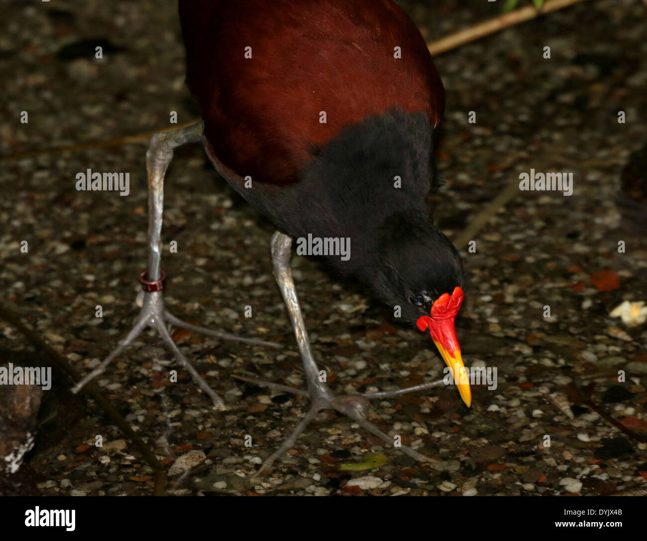 Wattled jacana female hi-res stock photography and images - Alamy