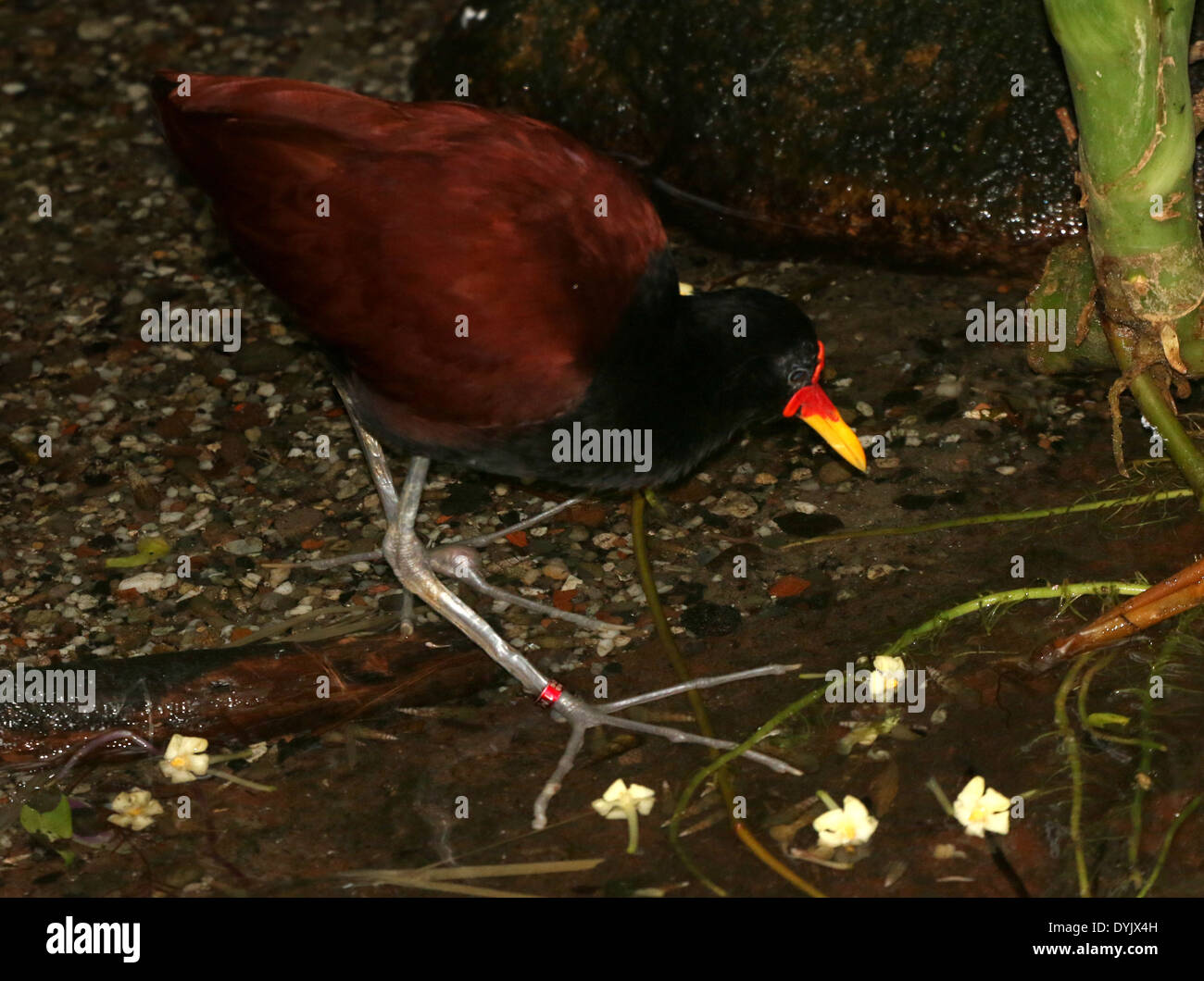 Female South American Wattled Jacana (Jacana Jacana Stock Photo - Alamy