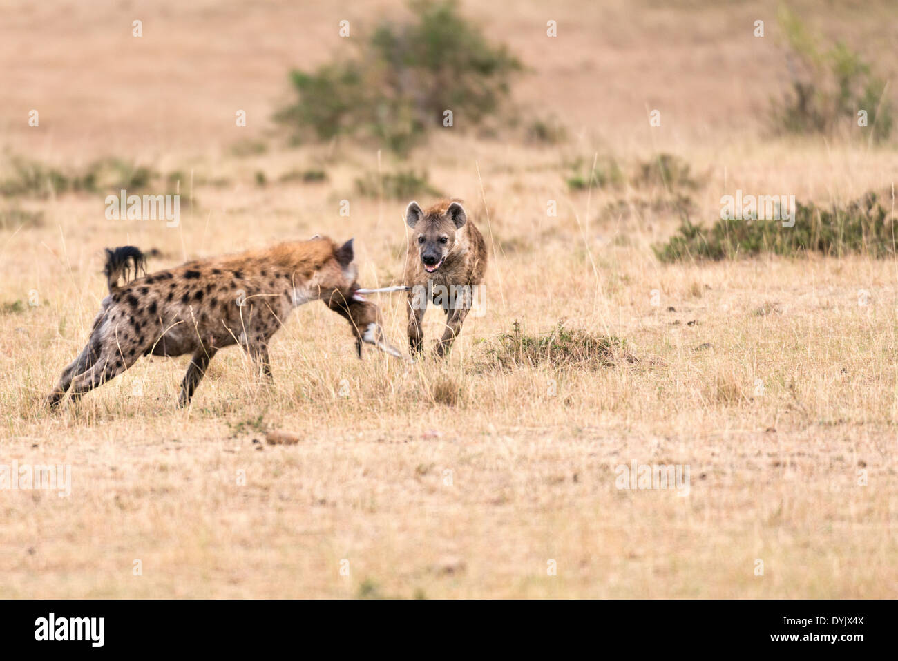 Spotted Hyenas challenging for the newborn antelope prey in Masai Mara ...