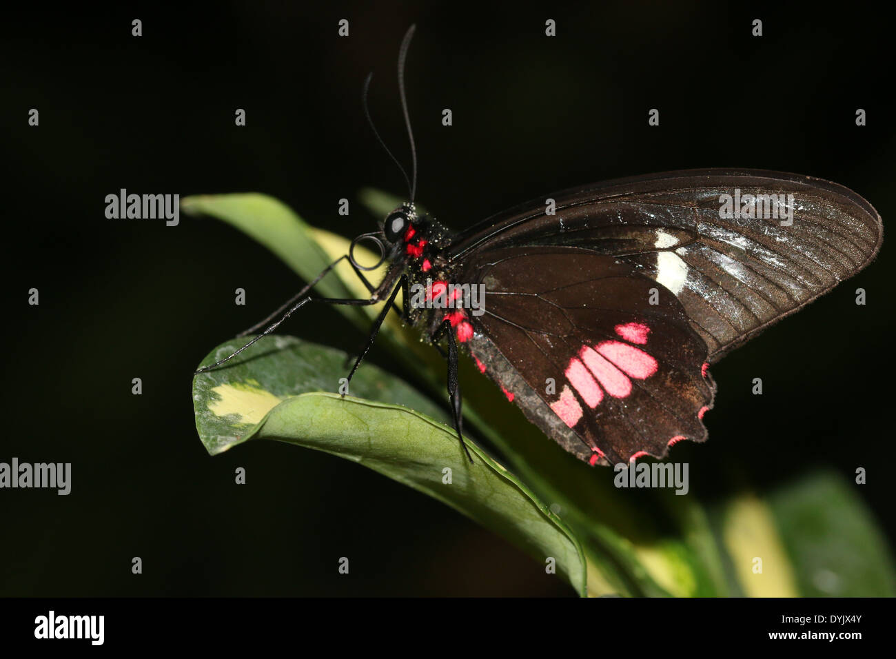Arcas Cattleheart Butterfly (Parides eurimedes, Parides arcas) a.k.a ...